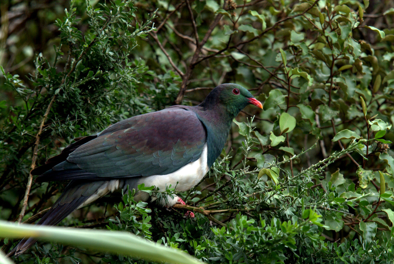 New Zealand Bird Watching | Marlborough | Bay of Many Coves